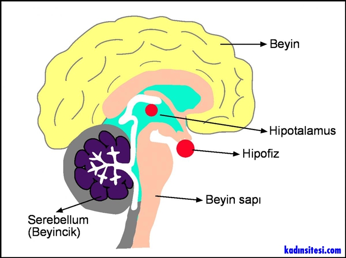 Hipofiz Bezi Tümörleri Nasıl Belirti Verir?